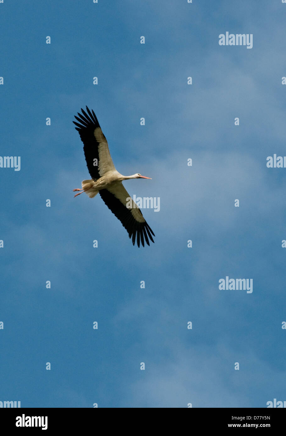 White Stork Netherlands Stock Photos & White Stork Netherlands Stock ...