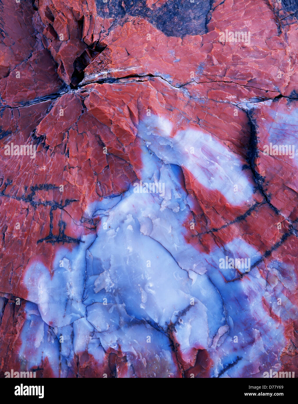 Detail petrified wood Triassic Age Chinle Formation Jasper Forest ...