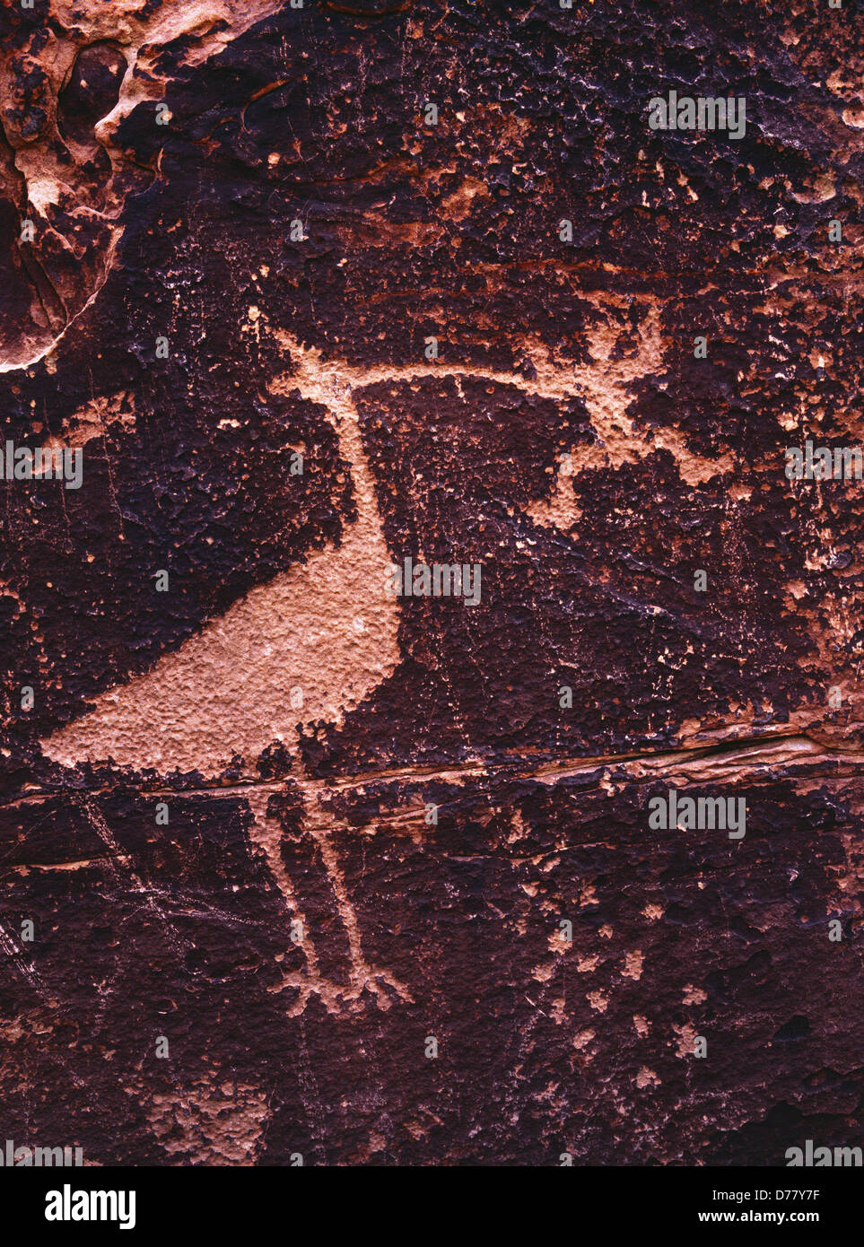 Anasazi Petroglyph bird man or frog on end its bill Puerco Indian Ruins ...