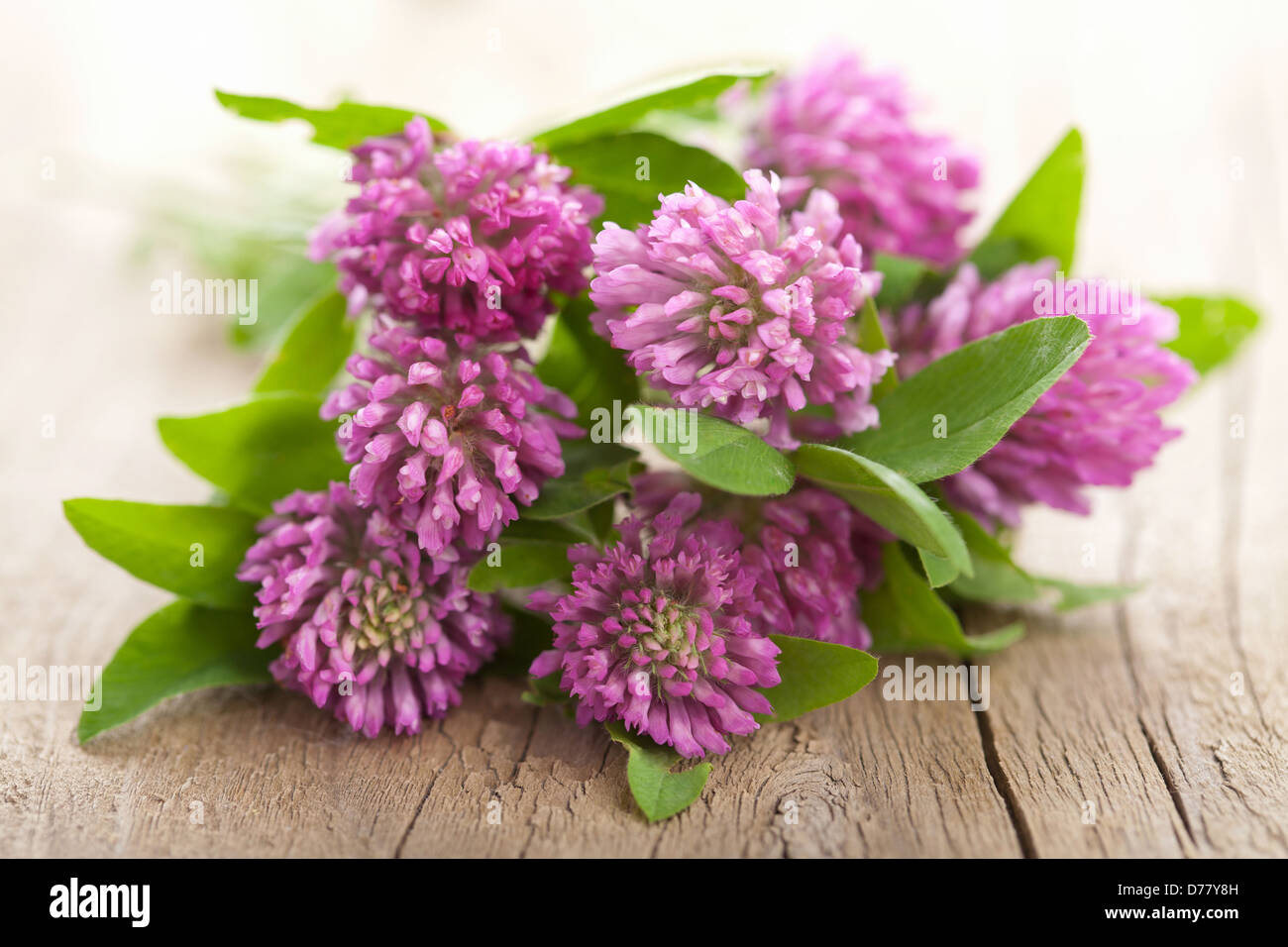 Pink clover flower hi-res stock photography and images - Alamy