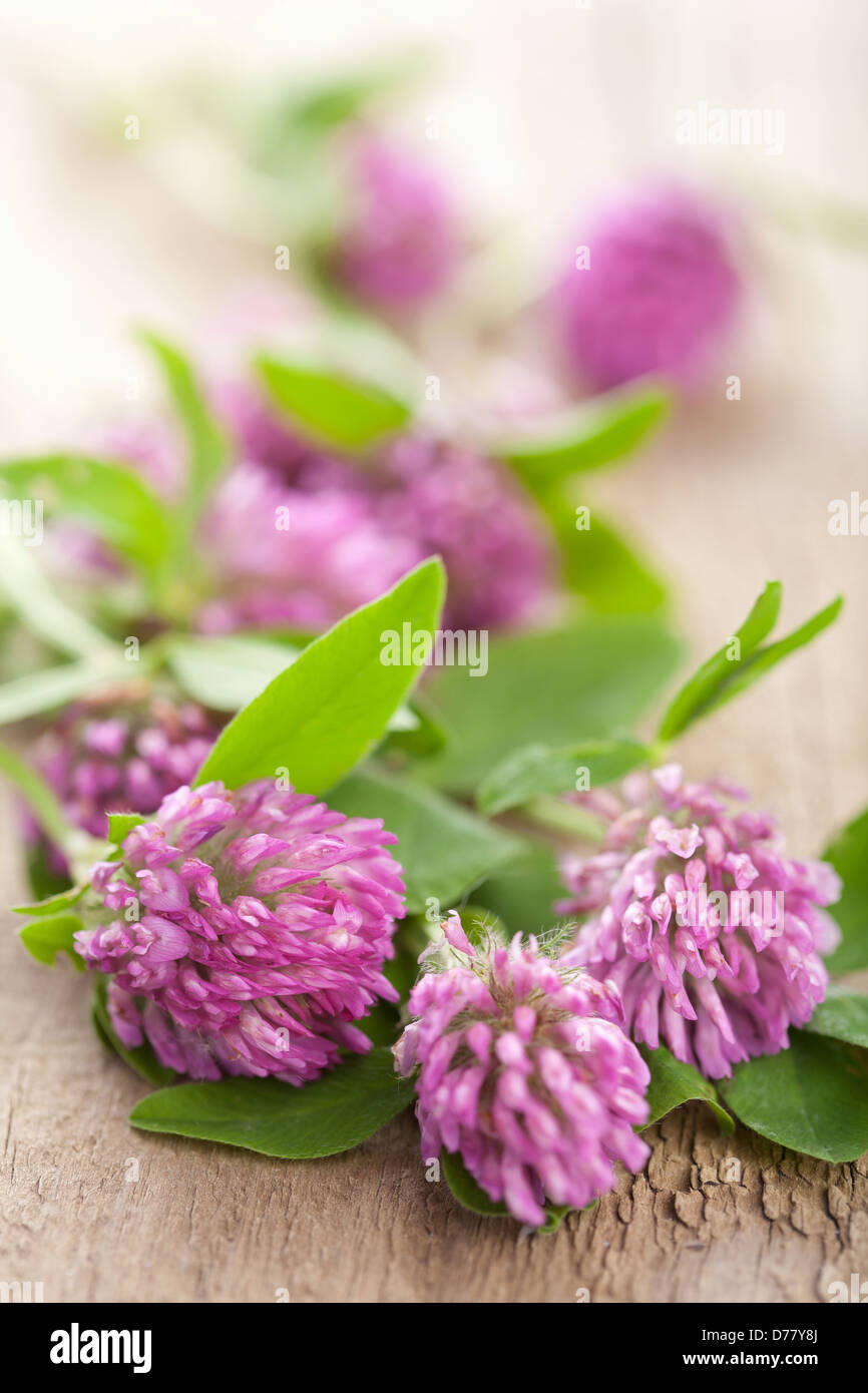 pink clover flower Stock Photo - Alamy