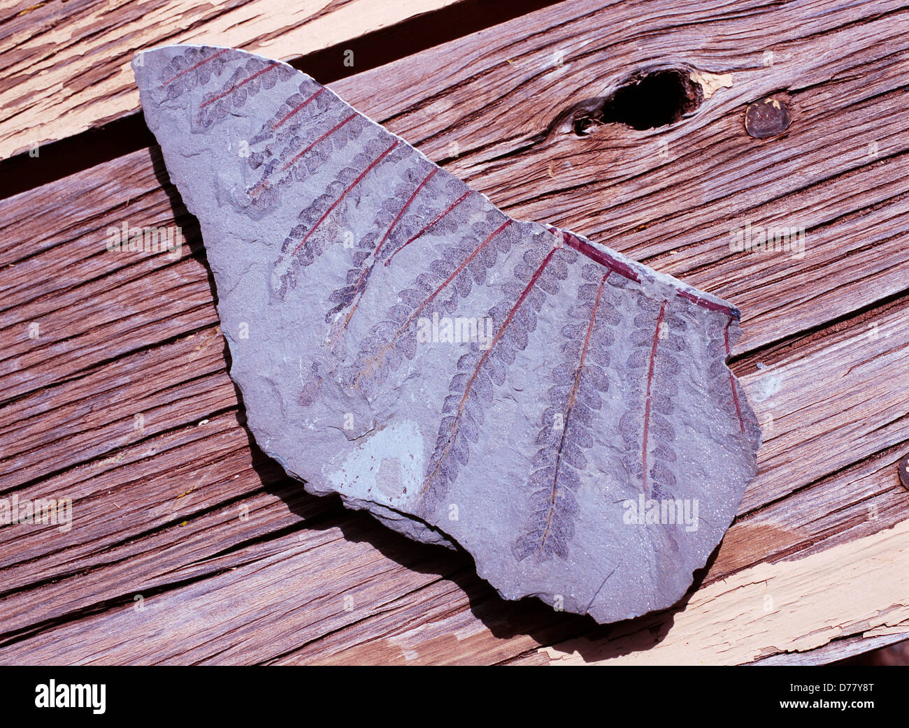 Triassic Formation shale fossilized ferns Chinle Formation Petrified ...