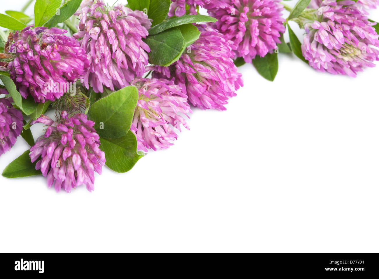pink clover flower isolated Stock Photo - Alamy