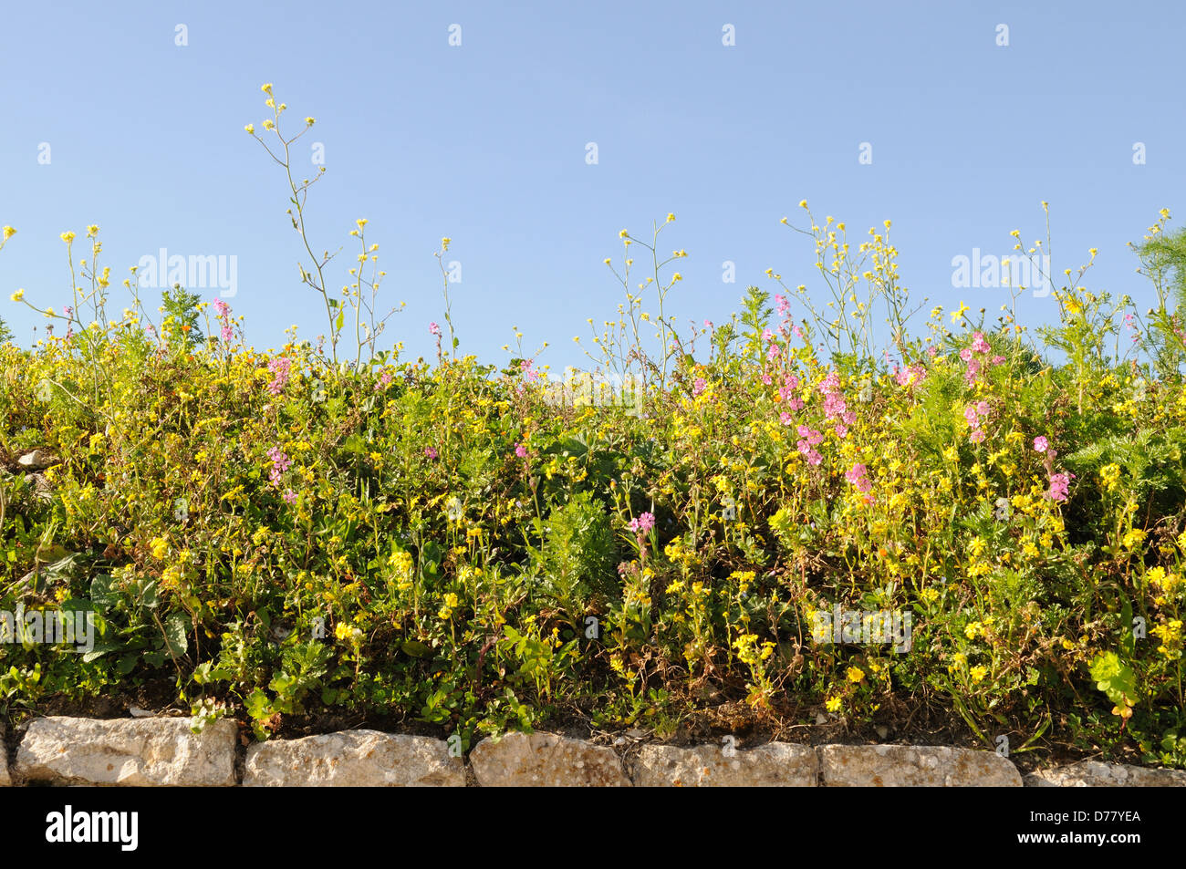 Spring flowers growing on a stone wall against a blue sky Stock Photo ...