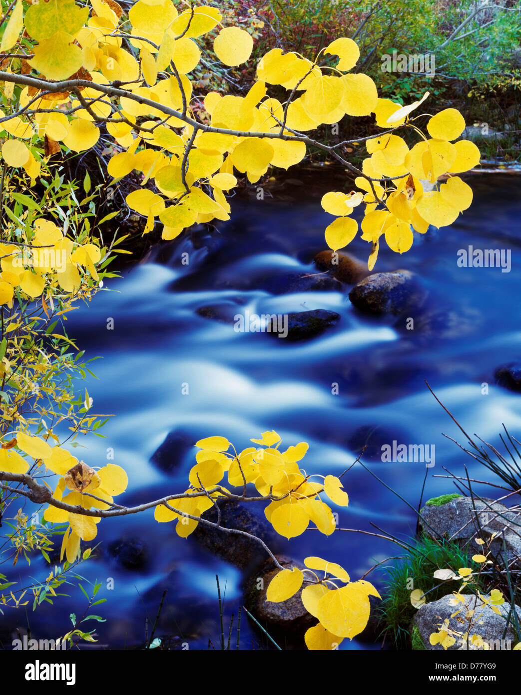 Aspen trees inyo national forest hi-res stock photography and images ...
