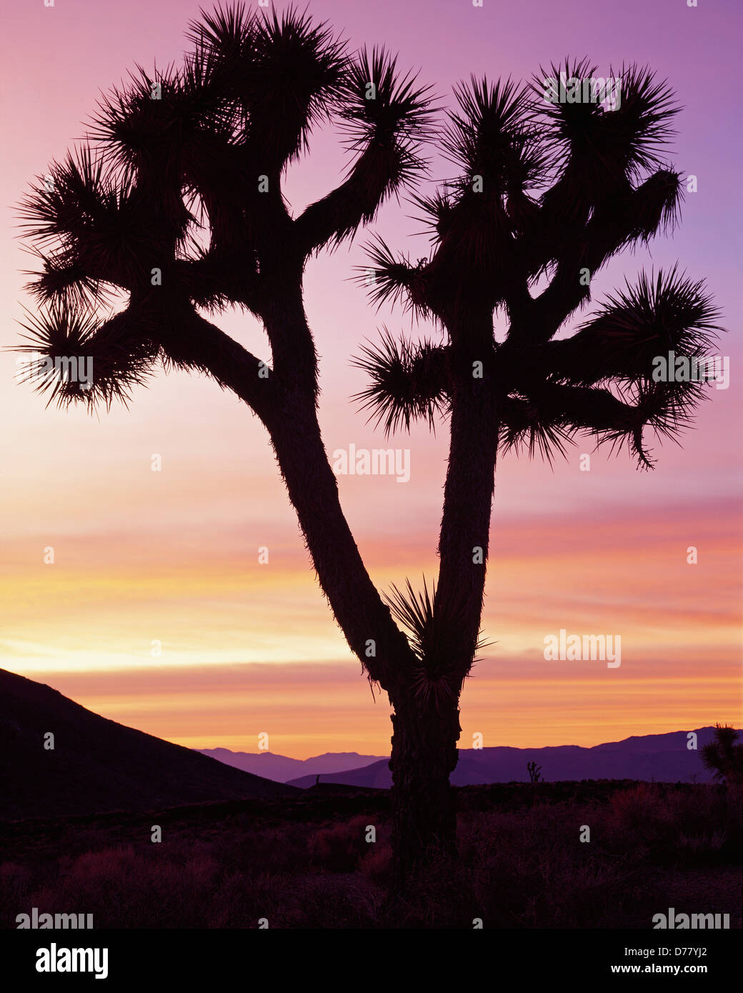 Lee flat joshua trees hi-res stock photography and images - Alamy