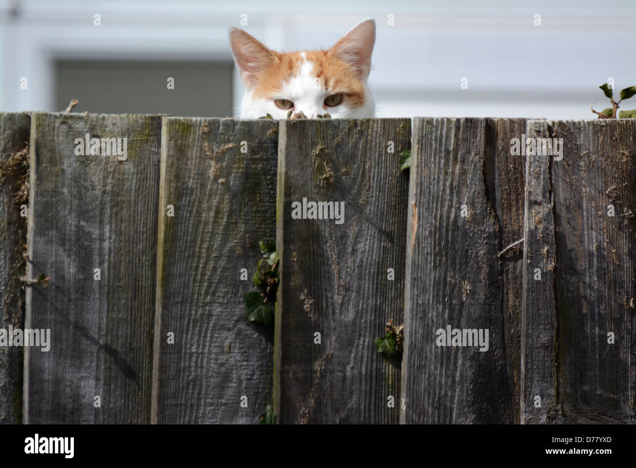 Wary suspicious hi-res stock photography and images - Alamy