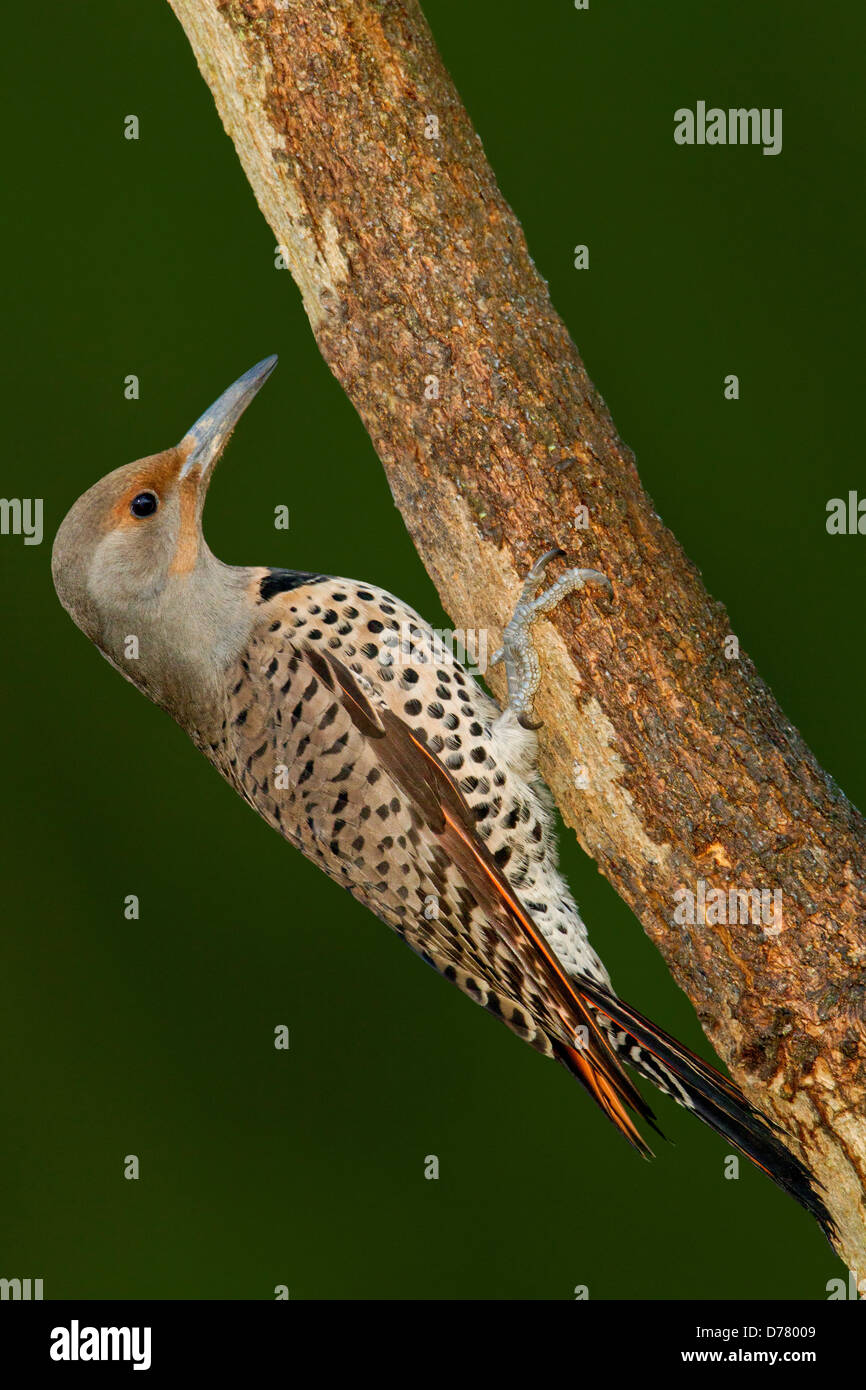 Female Northern Flicker Colaptes auratus perching on upright branch ...