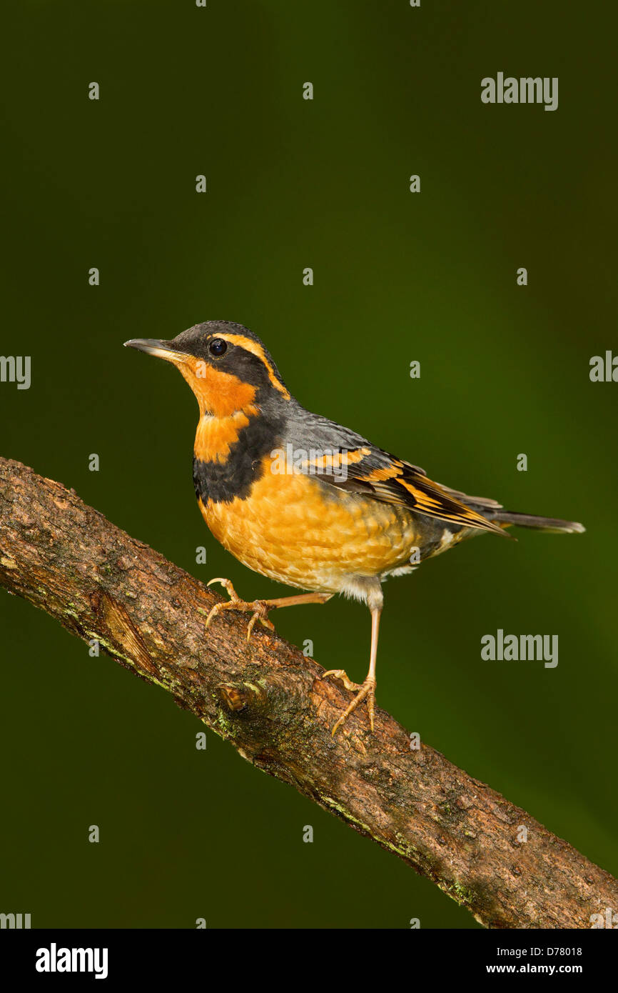 Naevius hi-res stock photography and images - Alamy