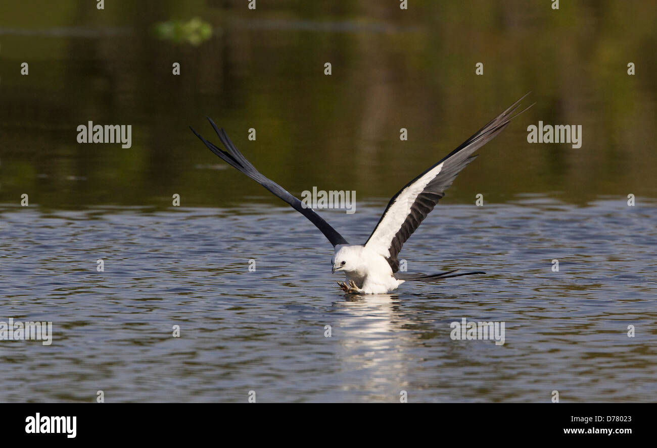 Swallow-tailed kite Elanoides Forficatus flying just above water his ...