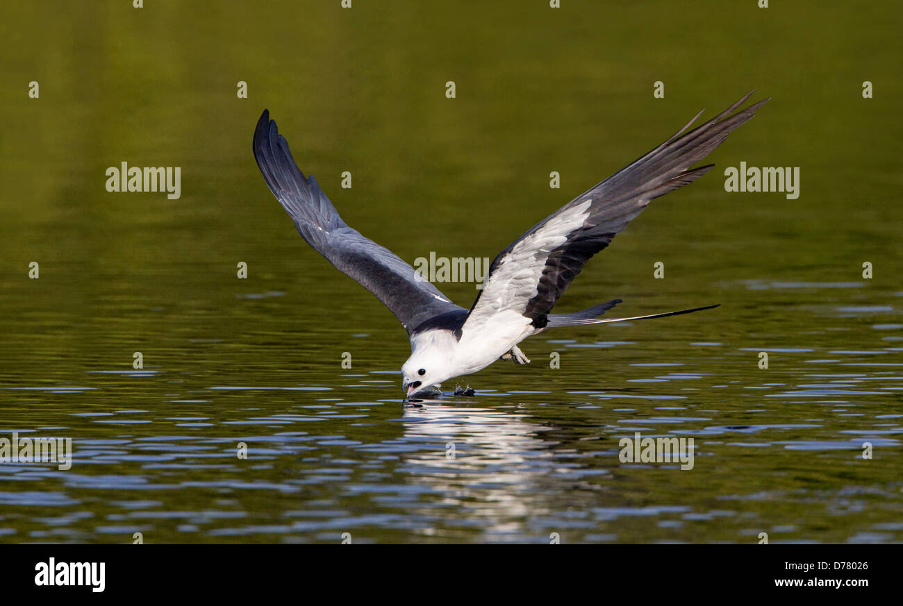 Swallow-tailed kite Elanoides Forficatus in flight above water Stock ...