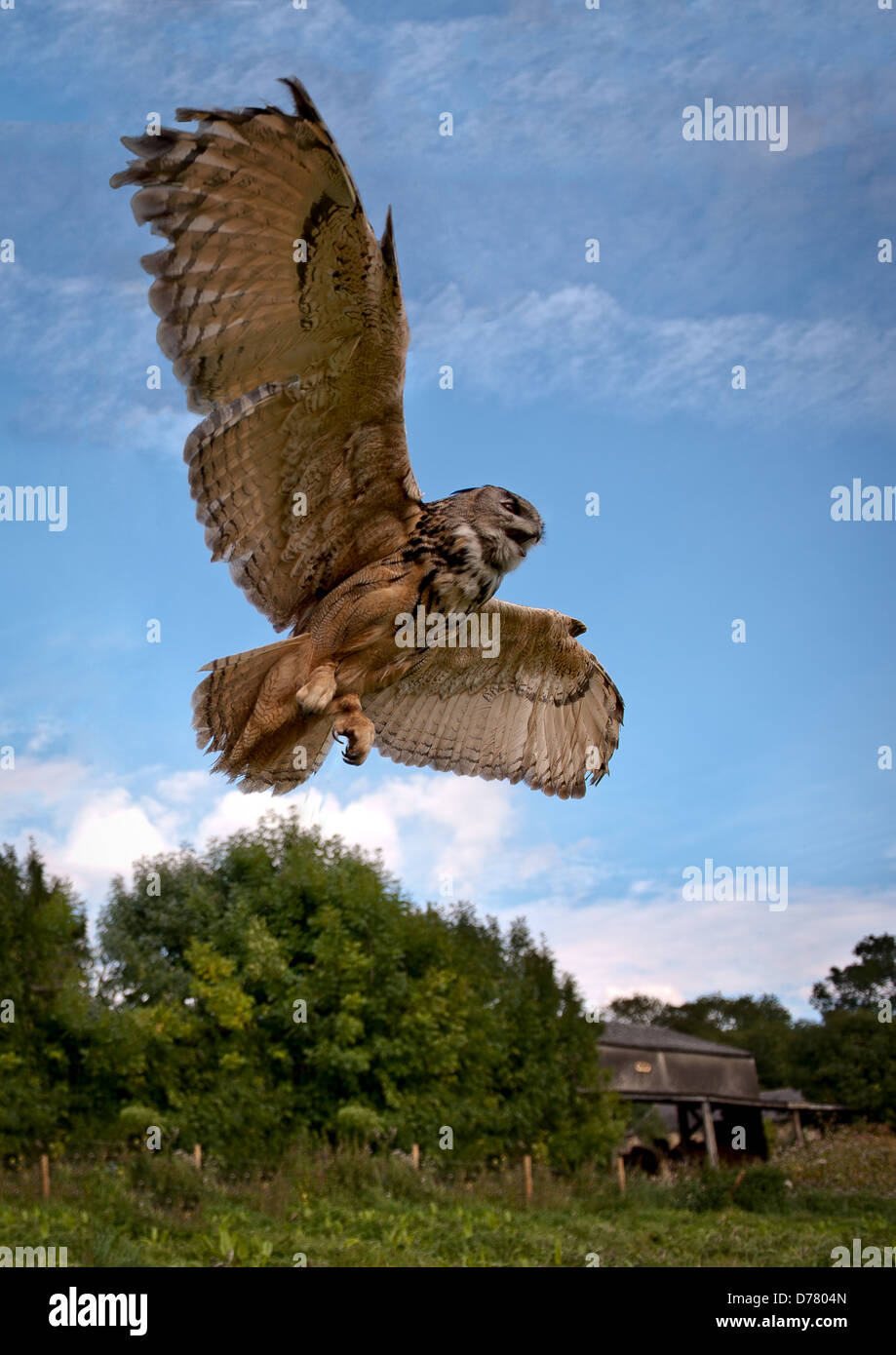 Flying Eagle Owl Stock Photo - Alamy
