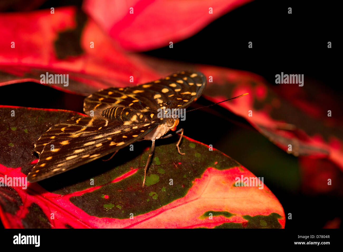 Female Archduke butterfly Lexias pardalis perched on colorful leaves ...