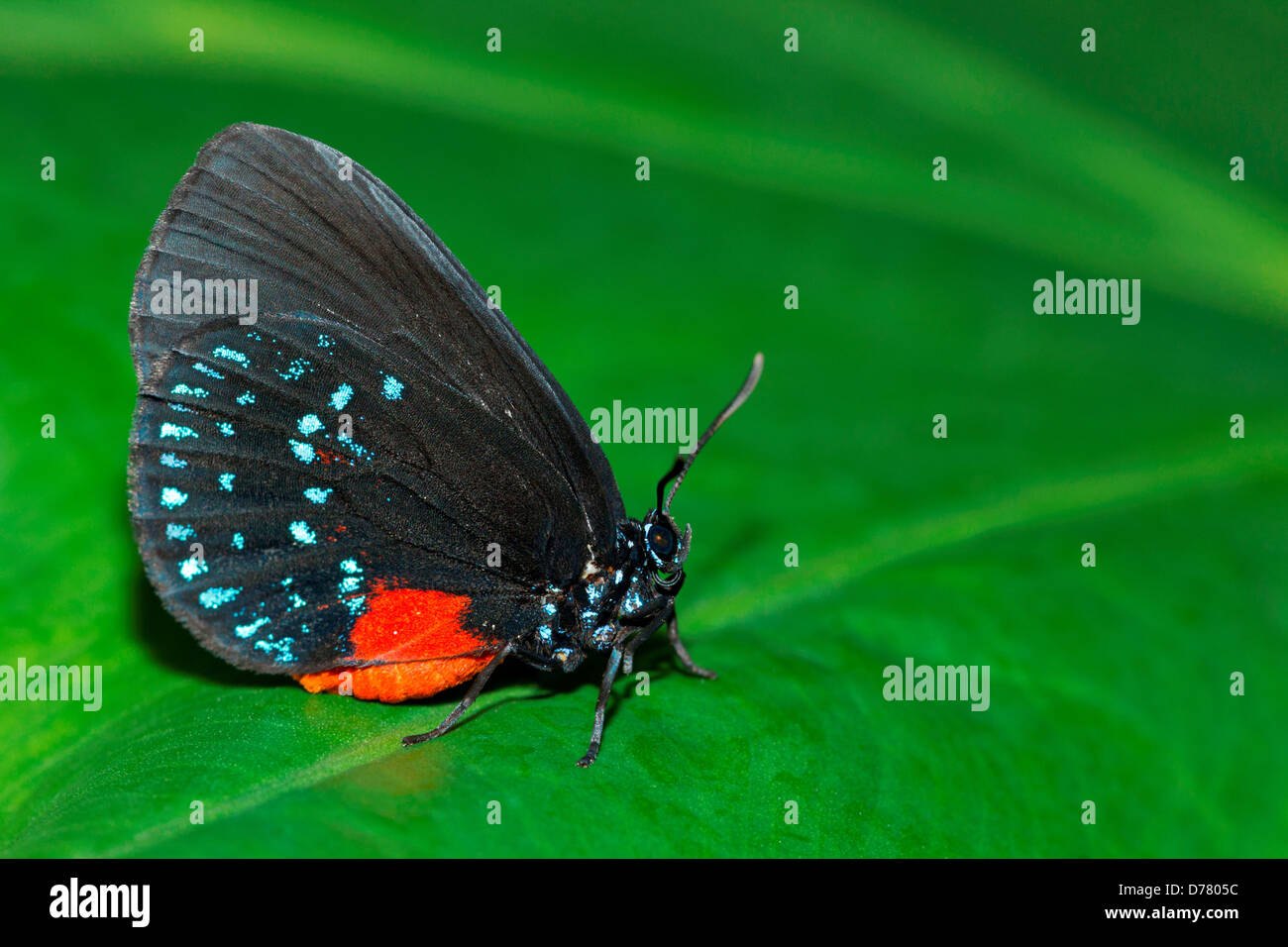 Atala butterfly Eumaeus Atala perched on large green leaf Stock Photo ...
