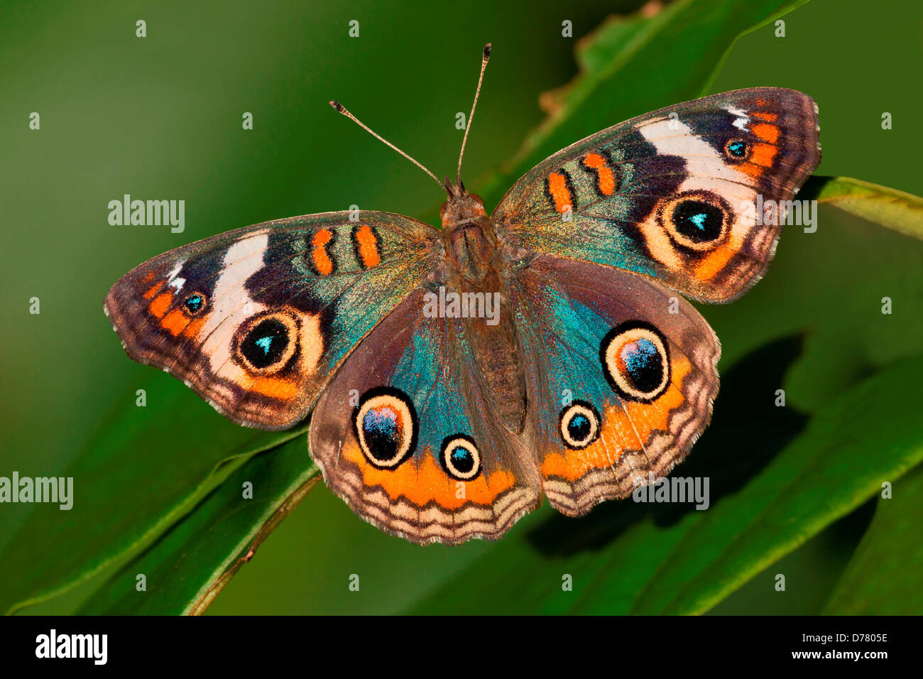 Blue Common Buckeye Butterfly Junonia Coenia Stock Photo - Alamy