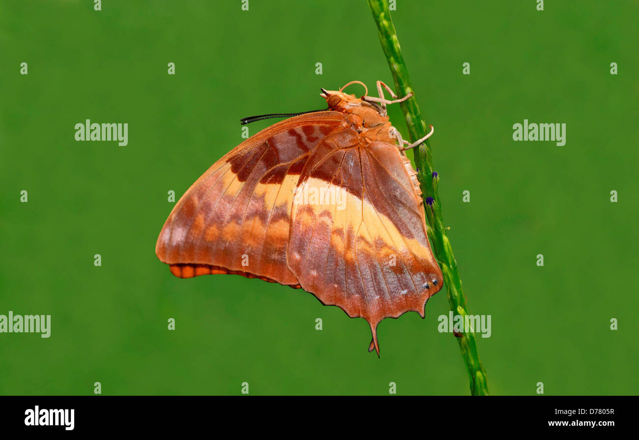 Flame-bordered Charaxes Charaxes protoclea against green background ...
