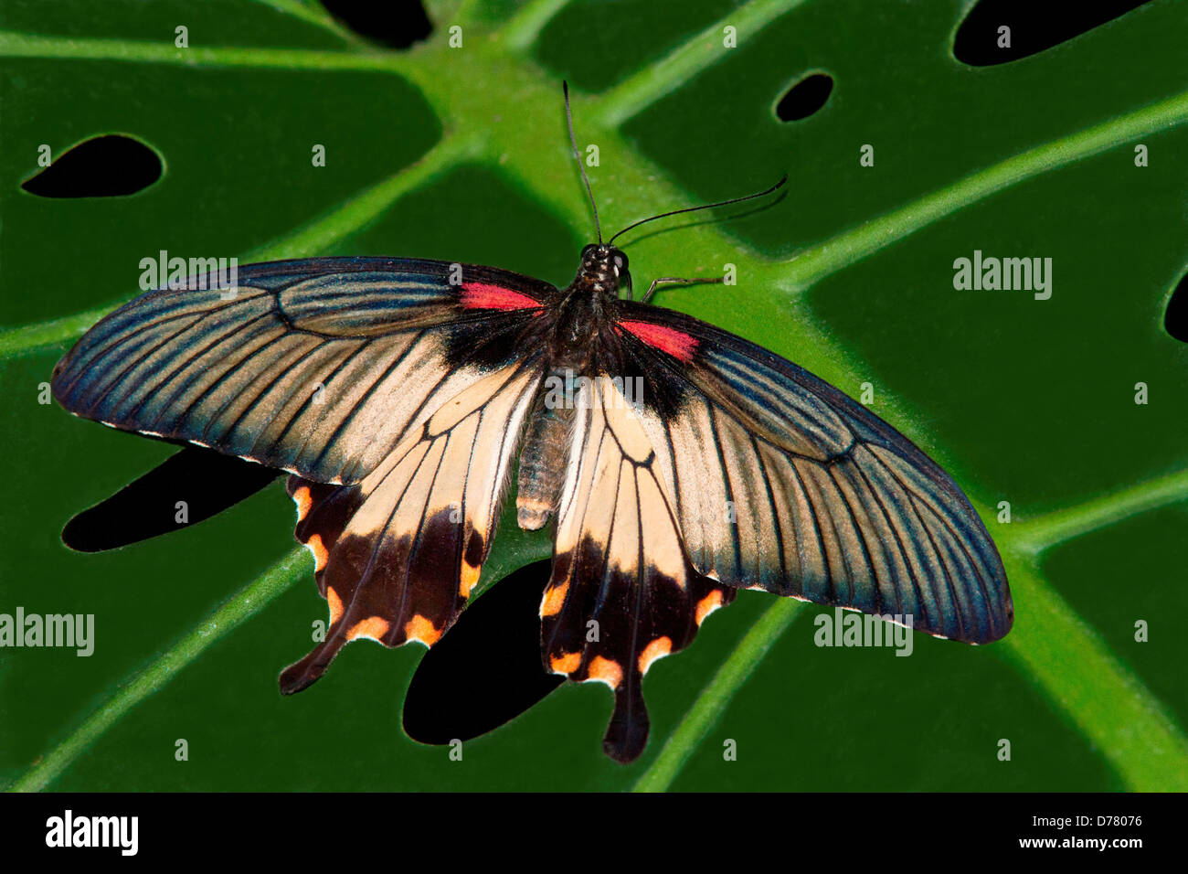 Female Great Mormon Papilio memnon butterfly on large green leaf Stock ...