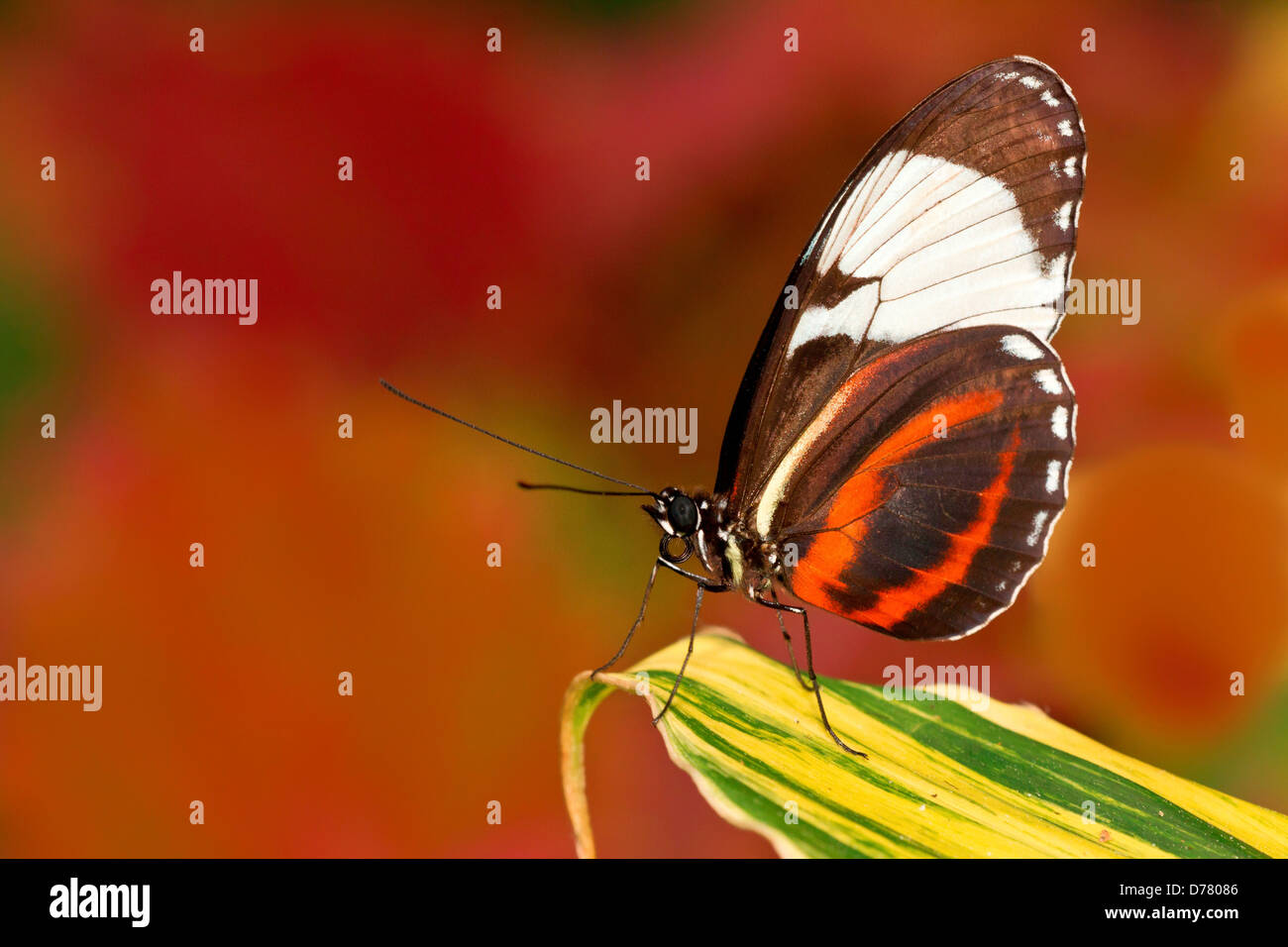 Cydno Longwing 9Heliconius cydno on varigated leaf colorful background ...
