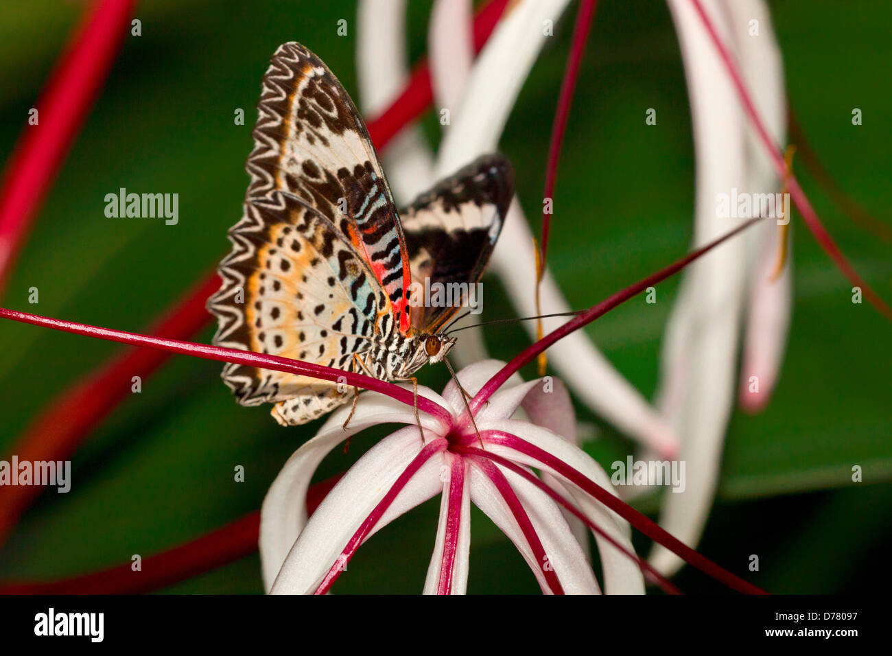 Female lacewing hi-res stock photography and images - Alamy