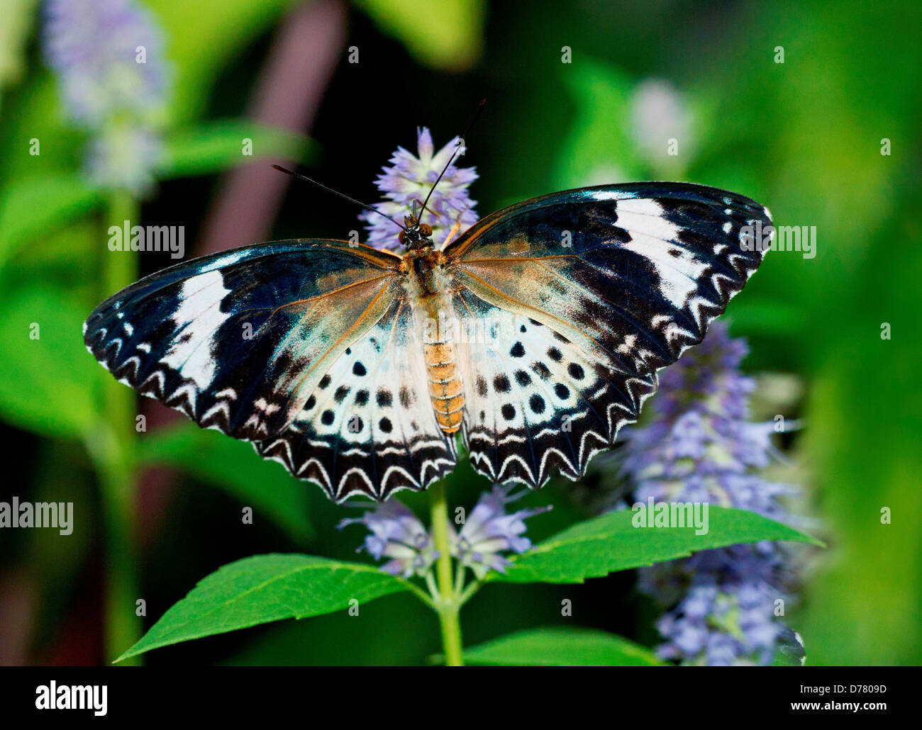 Female lacewing hi-res stock photography and images - Alamy