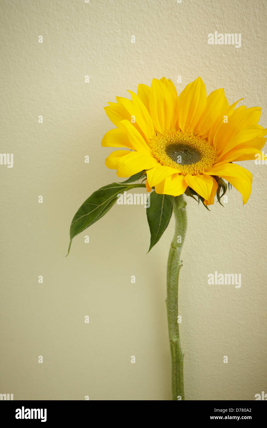 one sun flower bouquet Stock Photo - Alamy