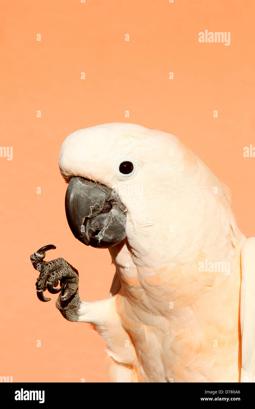 Moluccan Cockatoo cacatua moluccensis holding one foot up Stock Photo ...