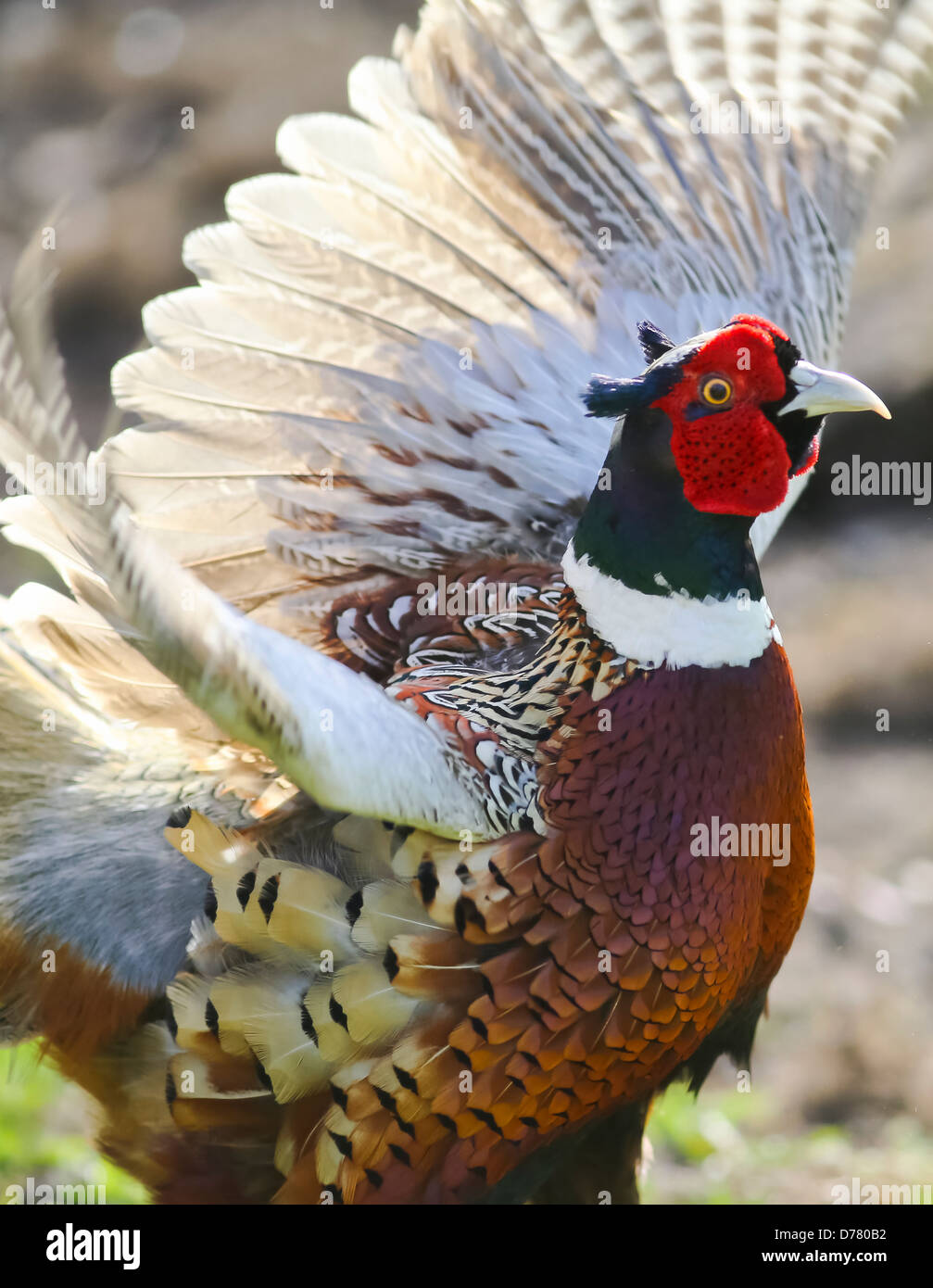 Male pheasant display on territory Stock Photo - Alamy