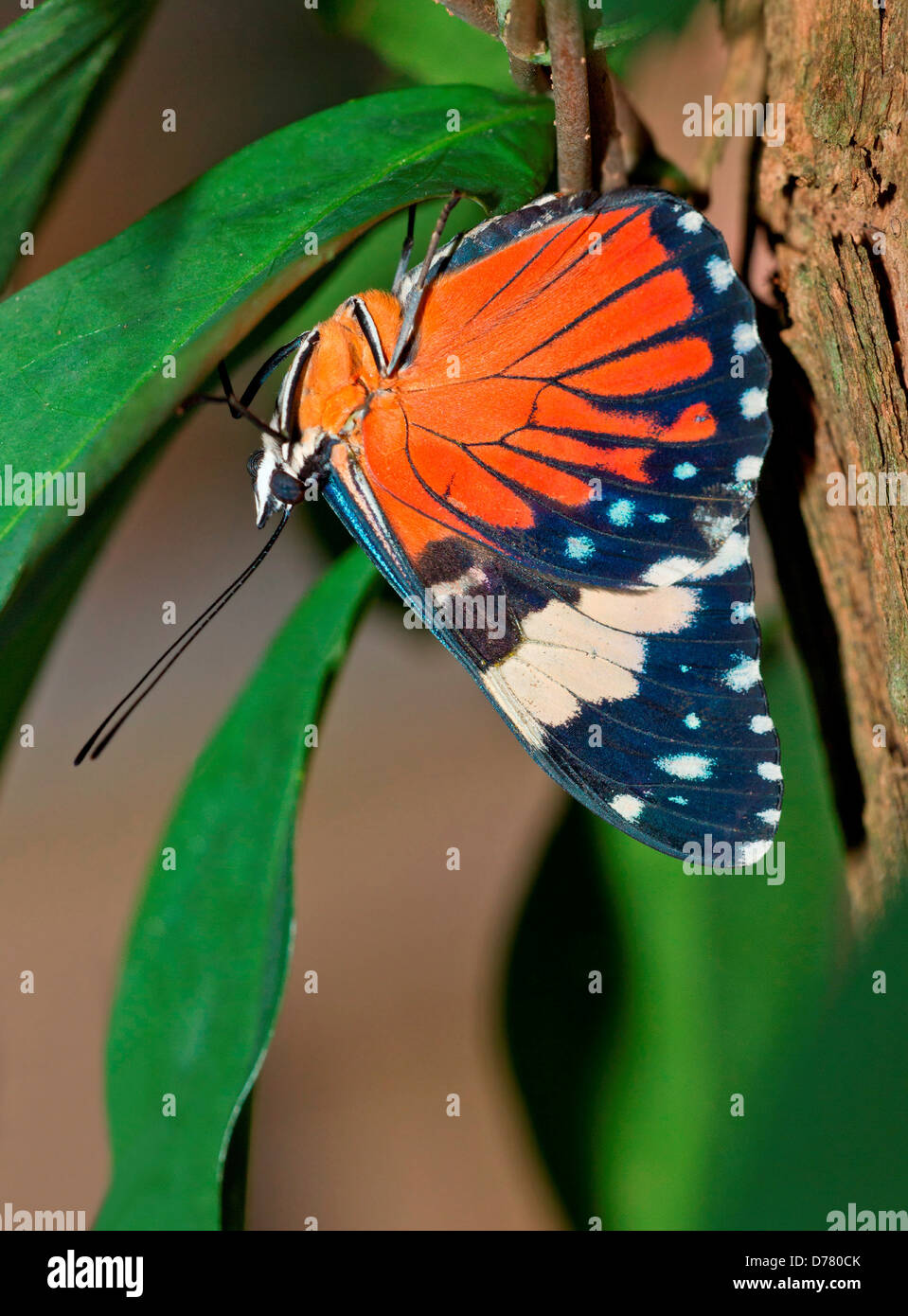 Red cracker butterfly Hamadryas amphinome Stock Photo - Alamy