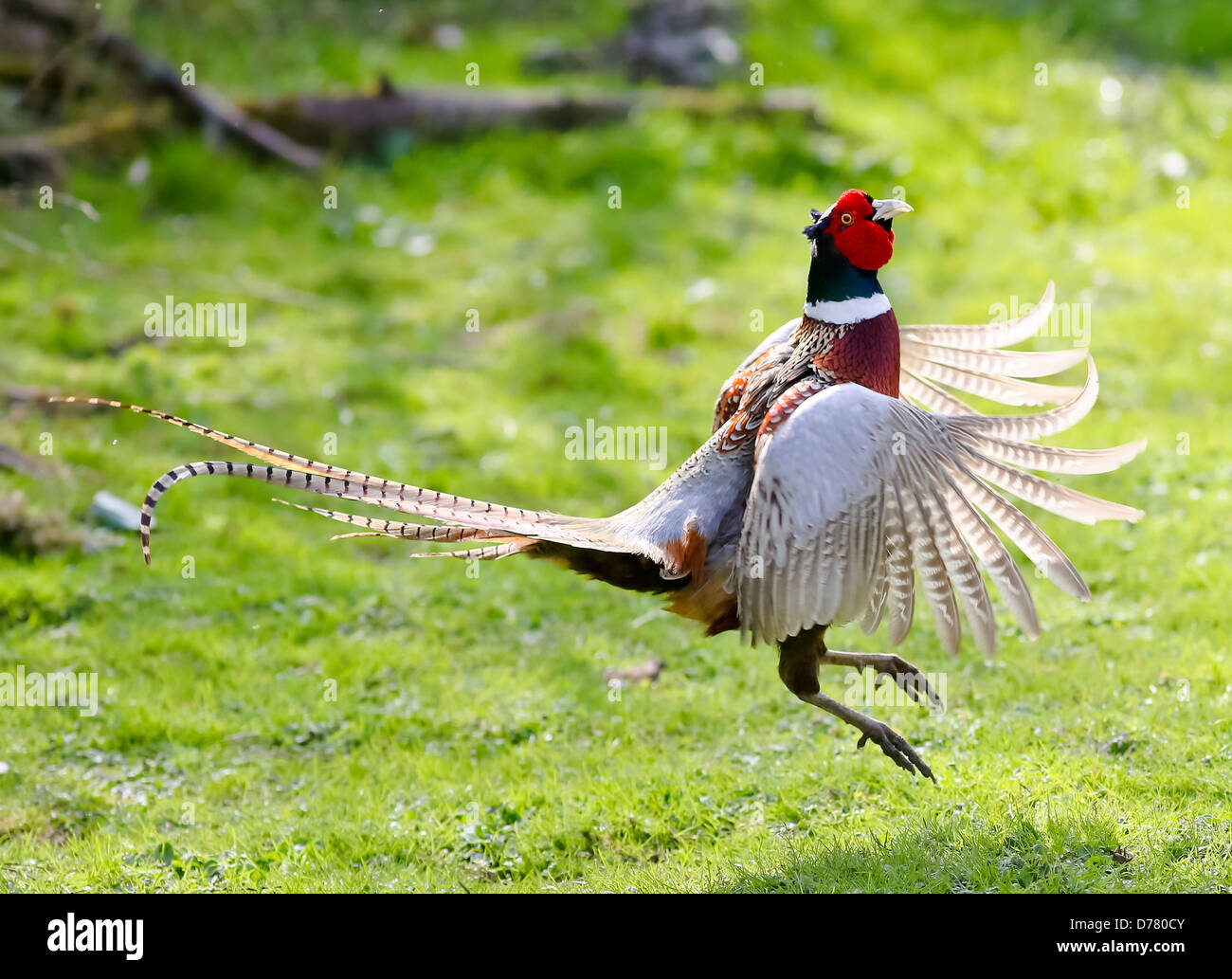 Male pheasant display on territory Stock Photo - Alamy