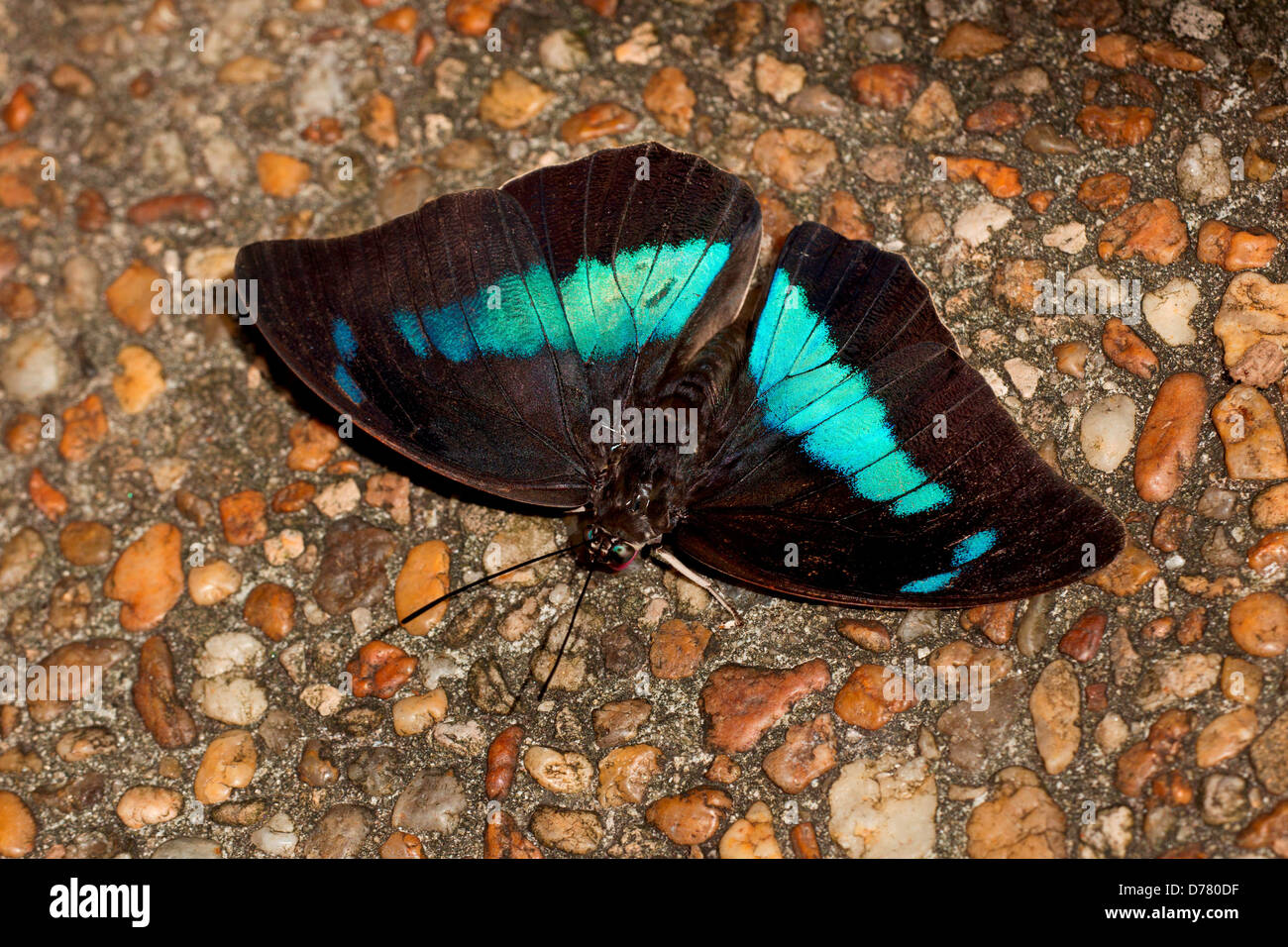 Silver King Shoemaker butterfly Archaeoprepona demophoon resting on ...