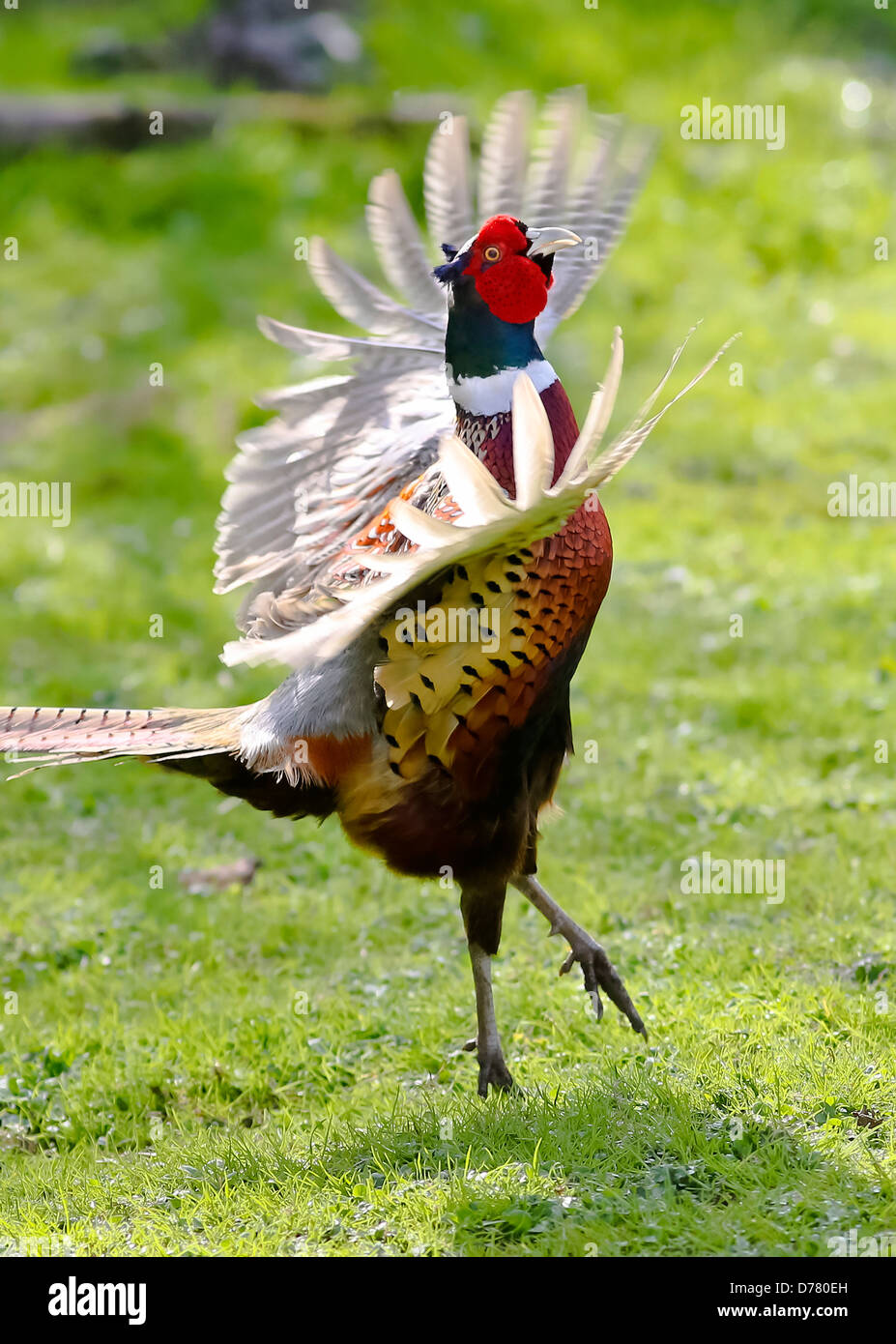 Male pheasant display on territory Stock Photo - Alamy