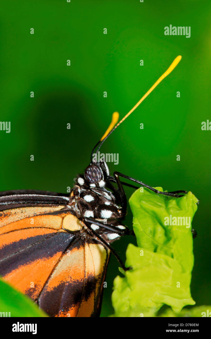 Tiger mimic queen butterfly hi-res stock photography and images - Alamy