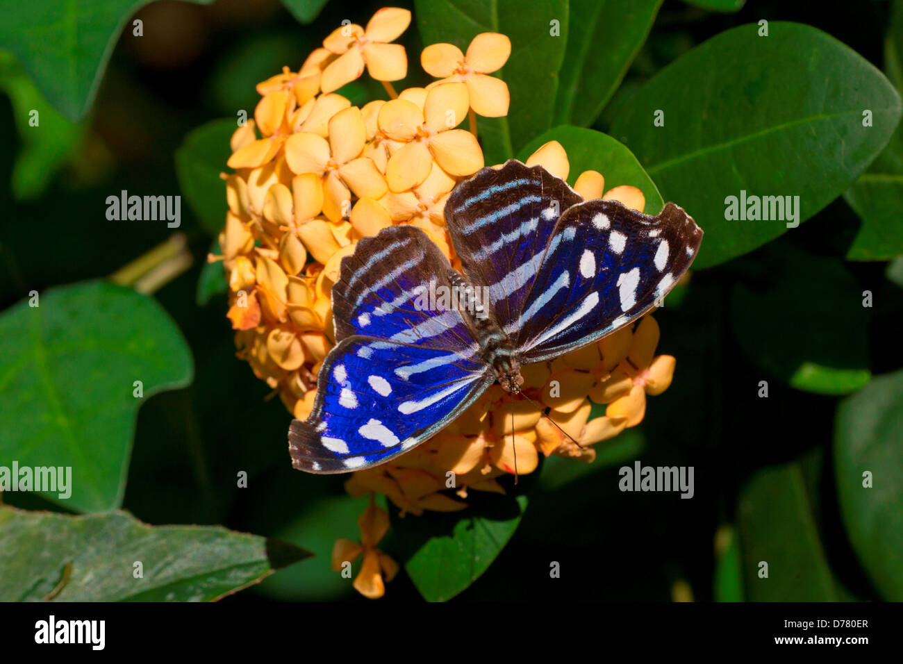 Blue wave butterfly hi-res stock photography and images - Alamy