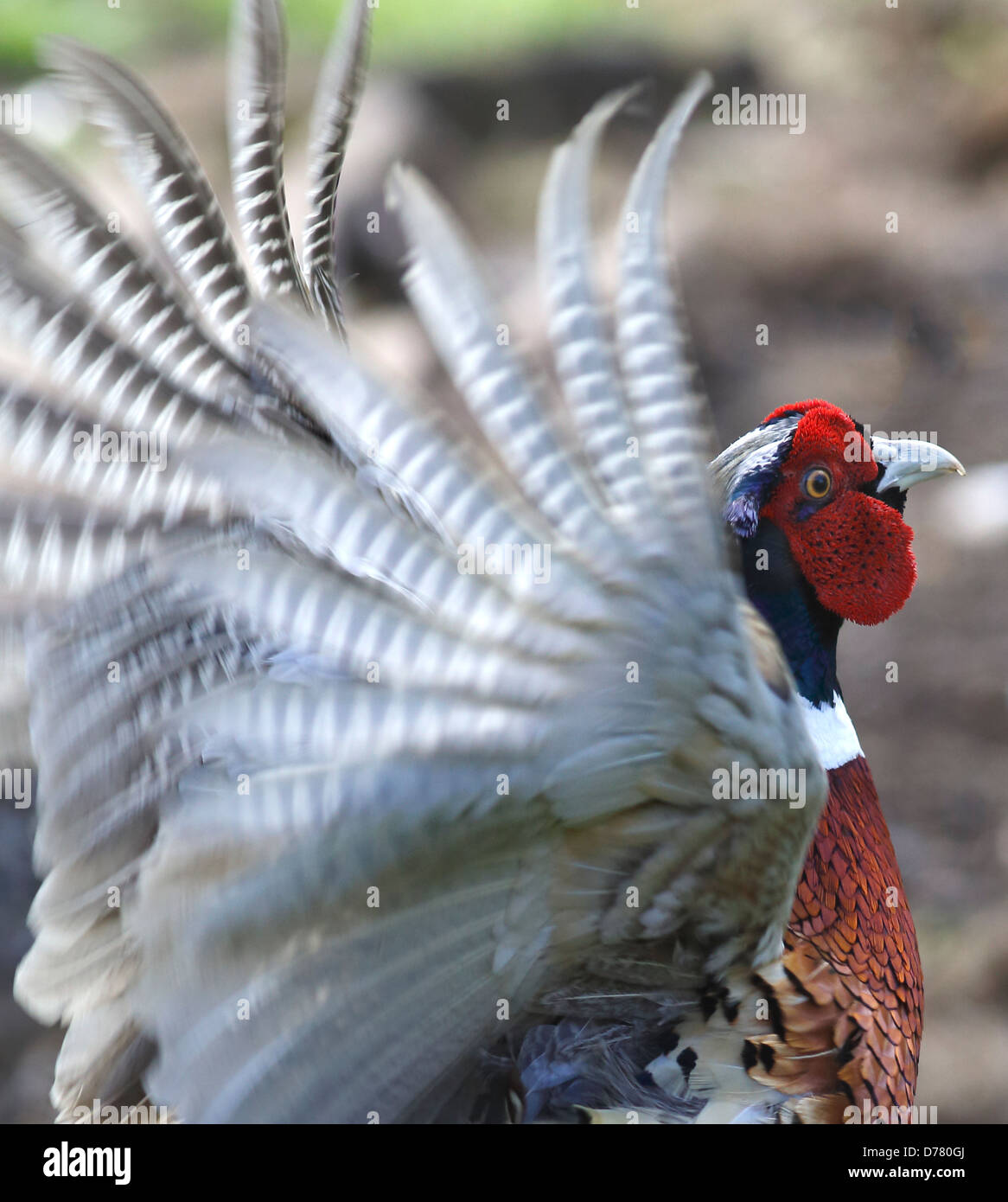 Male pheasant territory display hi-res stock photography and images - Alamy