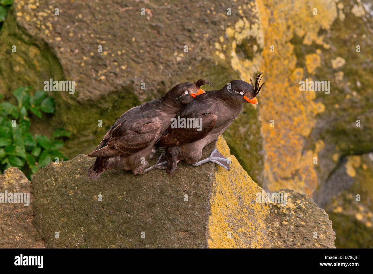 Two Crested auklets Aethia cristatella perching on rock Saint Paul ...