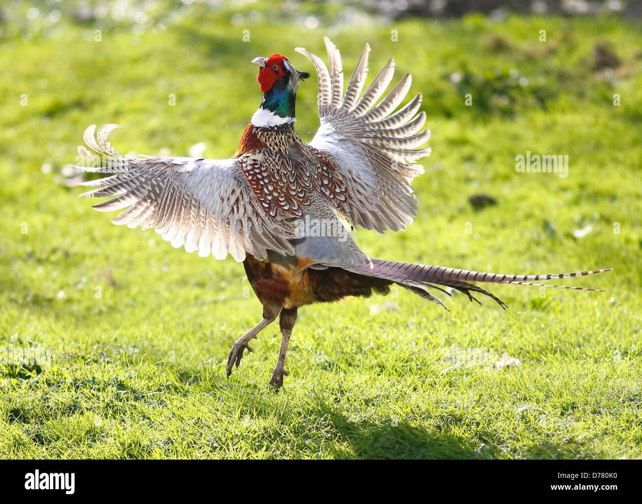 Male pheasant display on territory Stock Photo - Alamy
