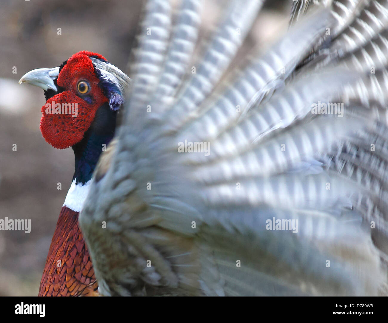 Male pheasant display on territory Stock Photo - Alamy