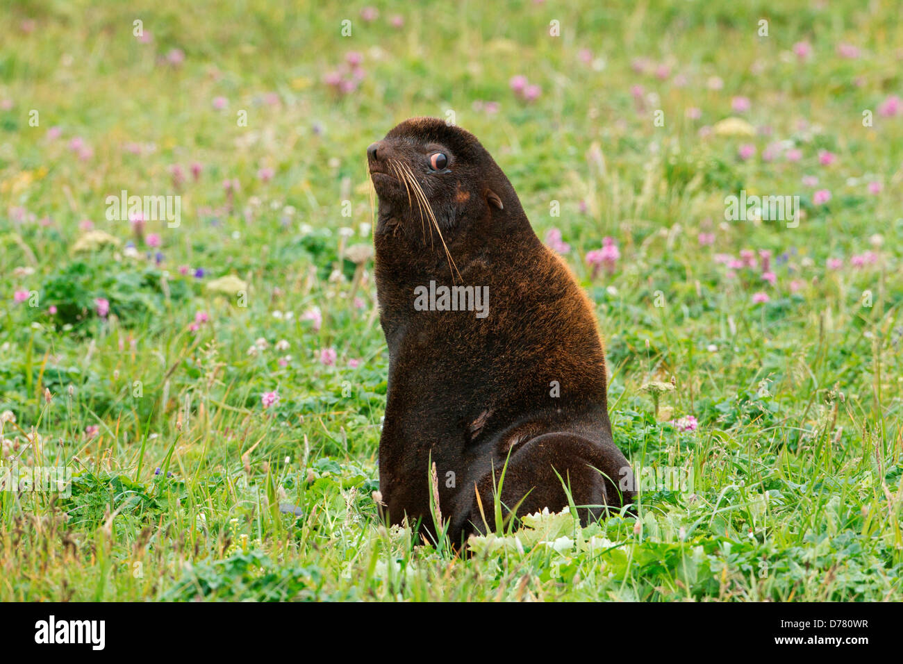 Northern Fur Seal Callorhinus ursinus in field flowers Stock Photo - Alamy