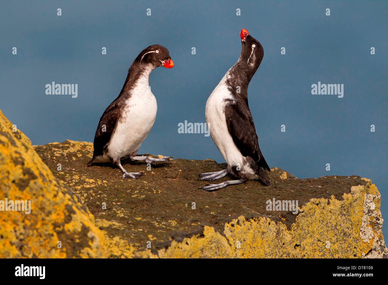 Pair Parakeet auklet Aethia psittacula perching on rock Saint Paul ...