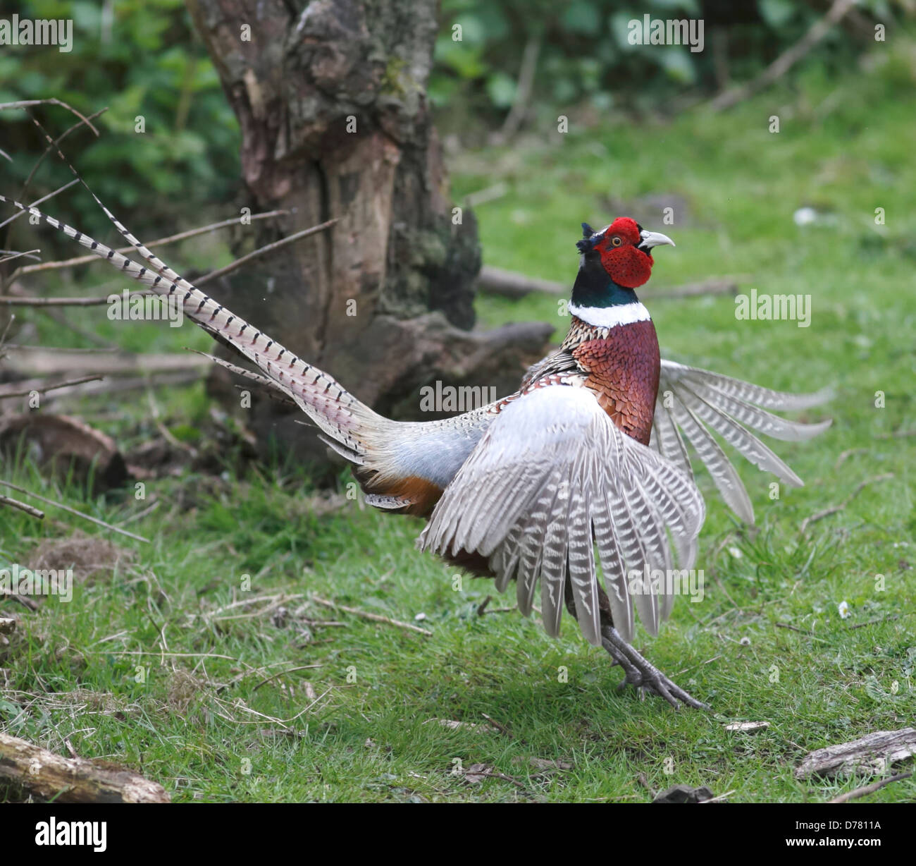 Male pheasant display on territory Stock Photo - Alamy
