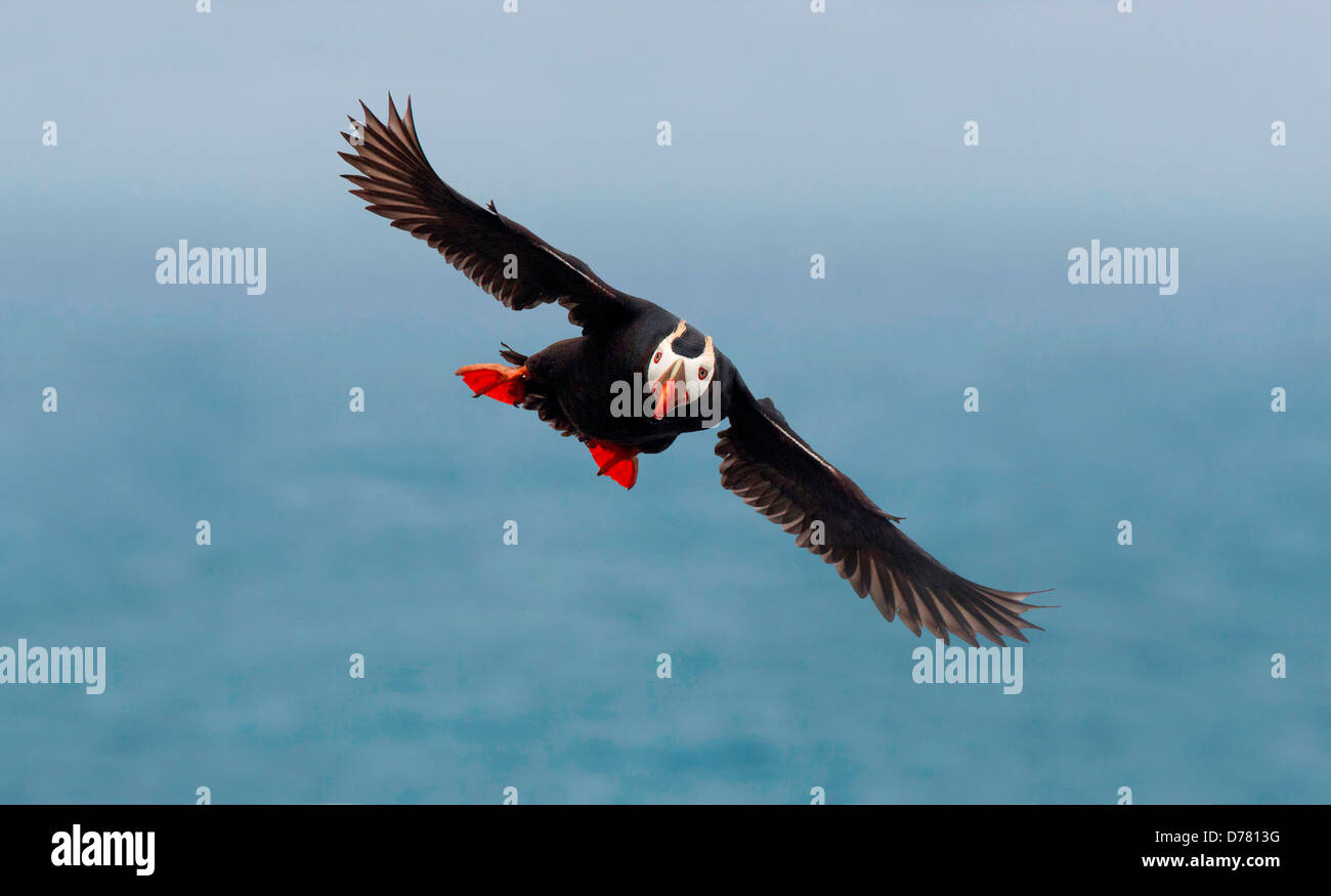 Tufted Puffin Fratercula cirrhata flying over ocean Stock Photo - Alamy
