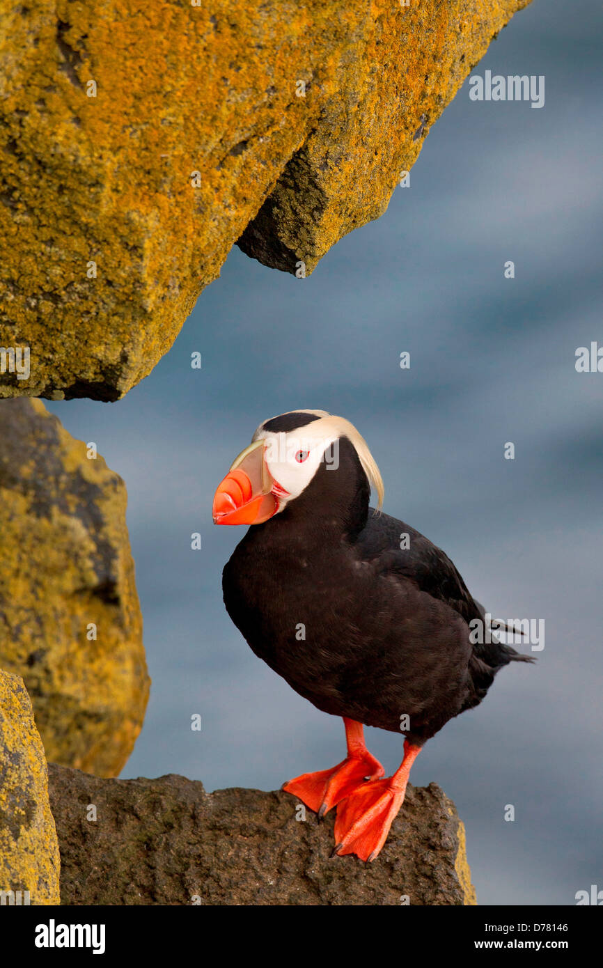 Tufted Puffin Fratercula cirrhata perching on rock Stock Photo - Alamy