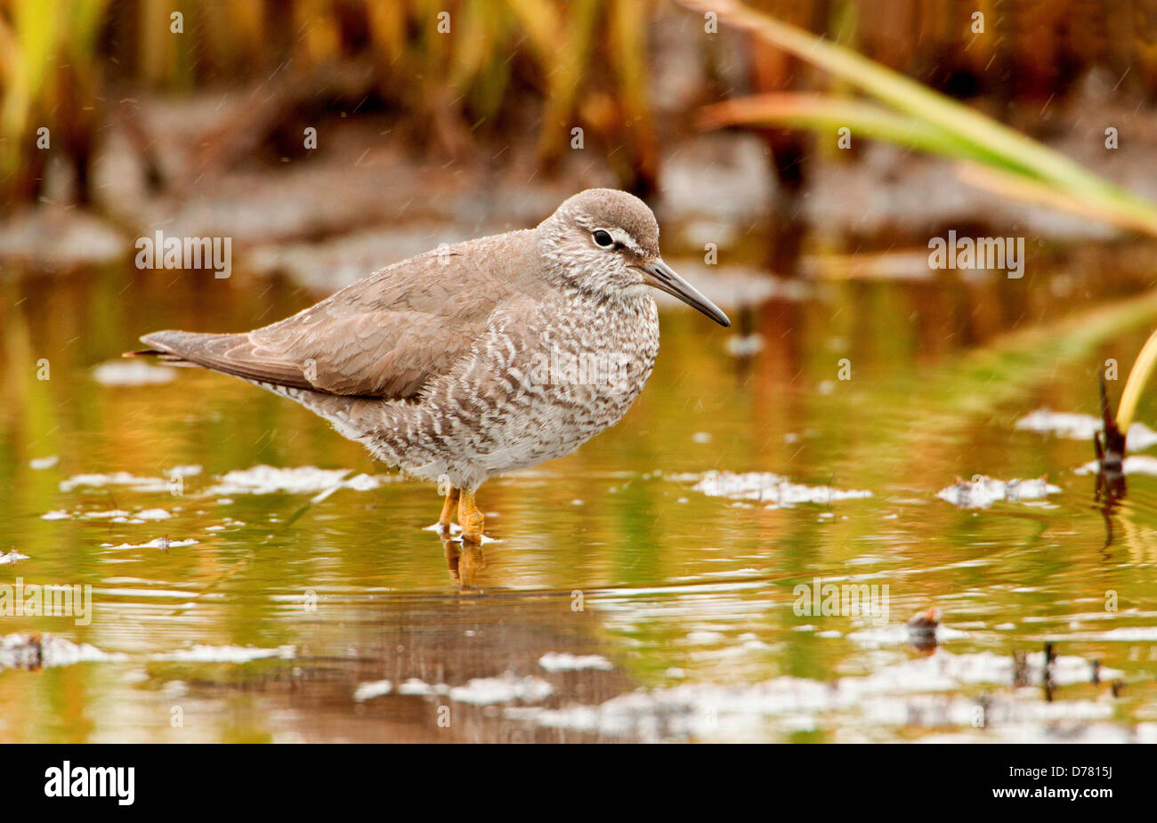 Wandering Tattler Tringa incana foraging in swamp while it drizzling ...