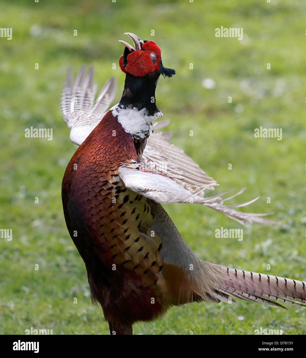 Male pheasant display on territory Stock Photo - Alamy