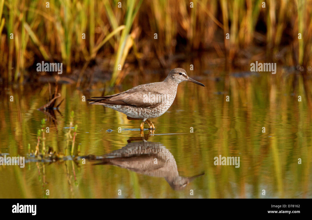 Reflection Wandering Tattler Tringa incana on water Saint Paul Island ...