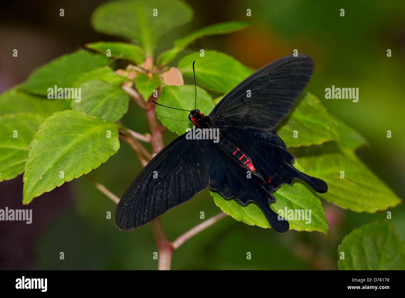 Common Rose Swallowtail Butterfly High Resolution Stock Photography and ...