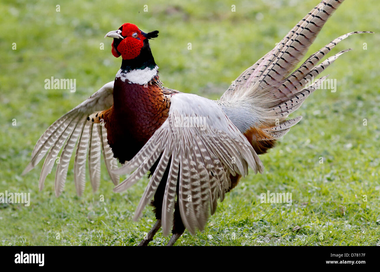 Male pheasant display on territory Stock Photo - Alamy