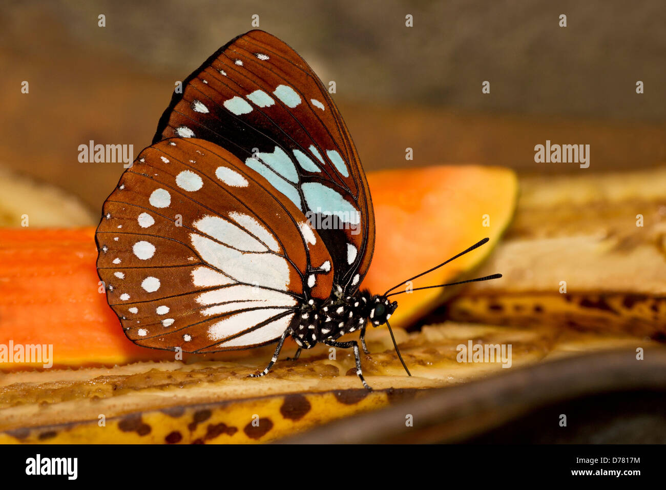 Male Forest Queen Butterfly Nectaring On Banana Stock Photo - Alamy