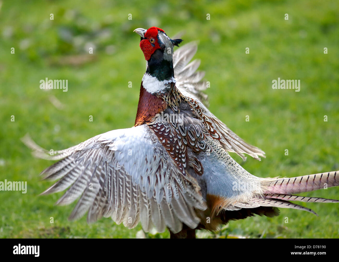 Male pheasant display on territory Stock Photo - Alamy