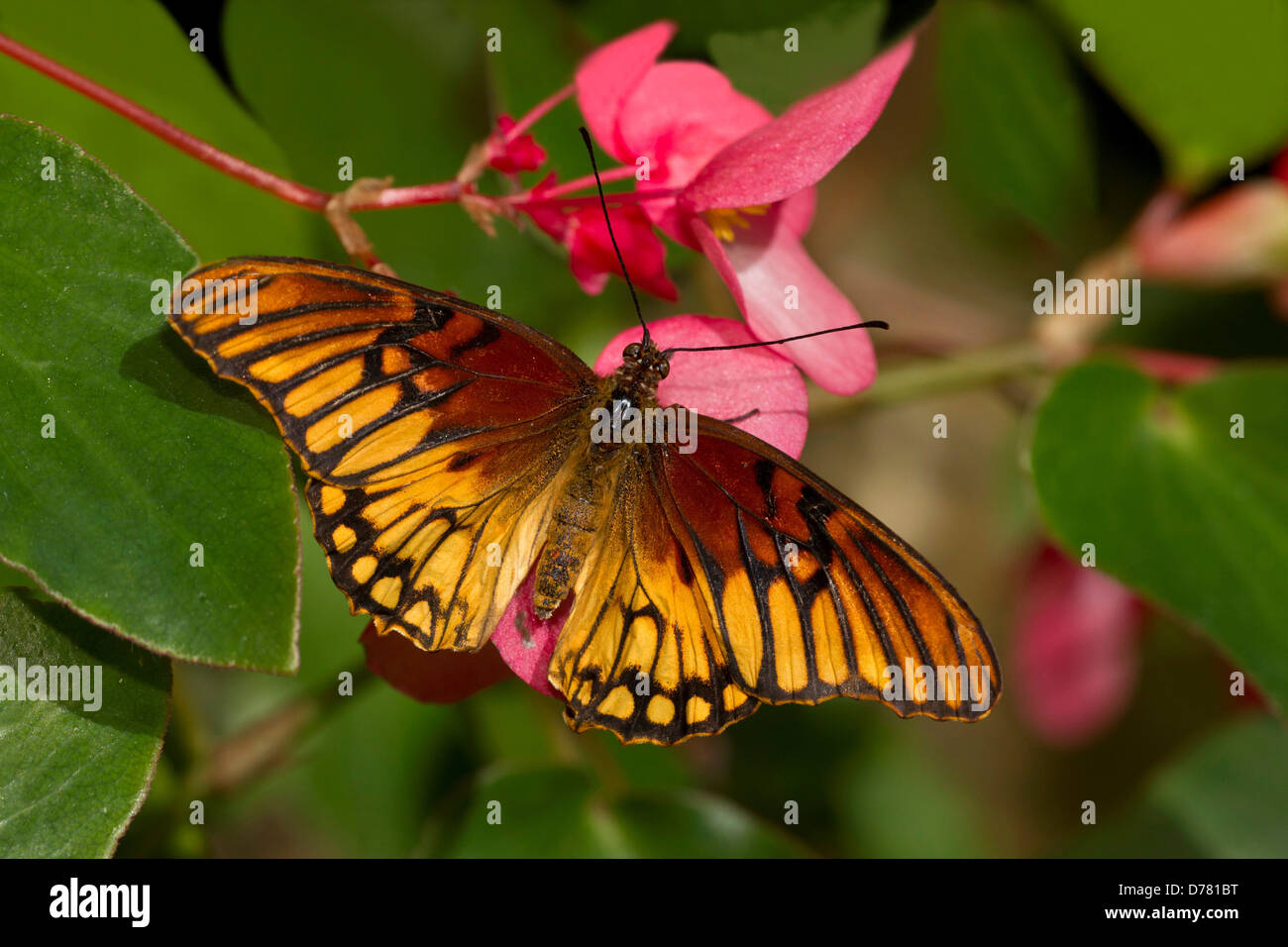 Mexican silverspot butterfly hi-res stock photography and images - Alamy